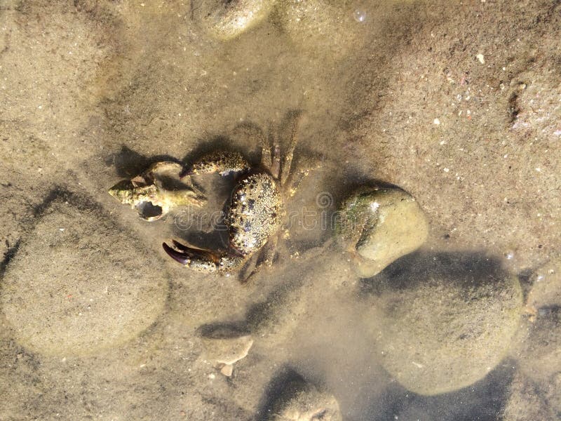 Crab with sea shell stock image. Image of stone, crab - 93947811