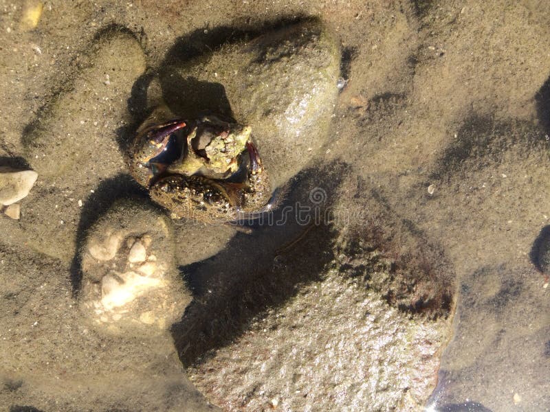 Crab with sea shell stock photo. Image of aerial, view - 93947604