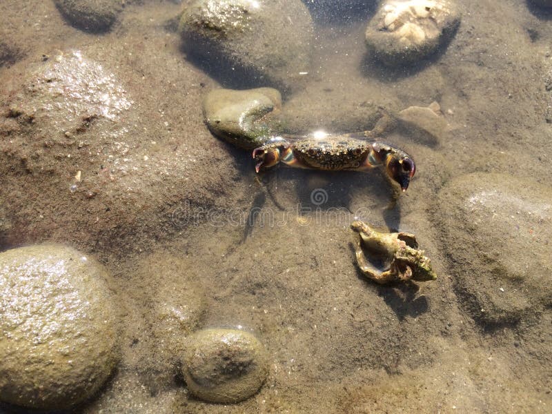 Crab with Sea Shell Top View Stock Image - Image of stone, portrait ...