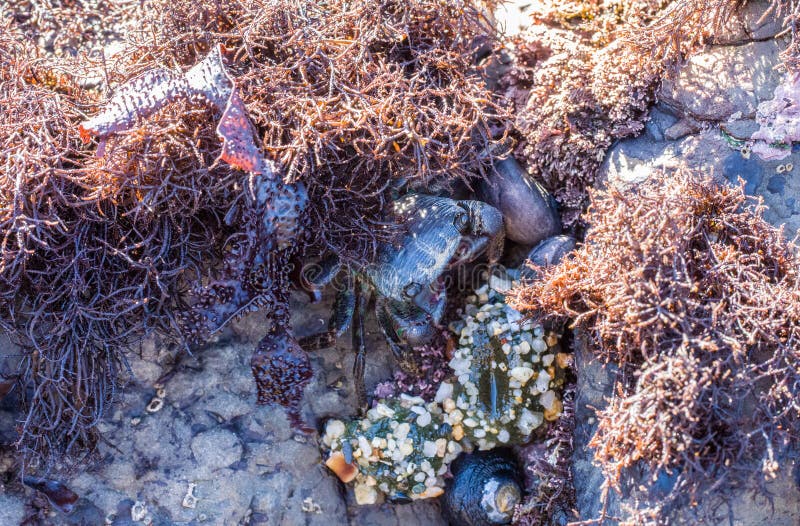 Crab, Sea Weed and Shellfish. Low Tide Stock Image - Image of sand ...