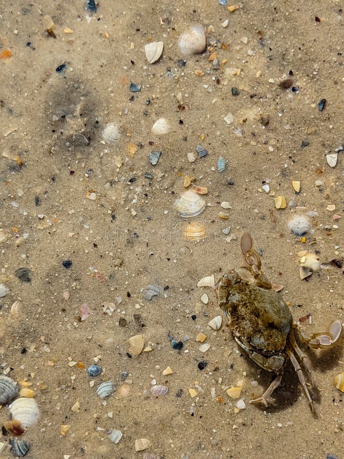 Crab on the Seabed in Colorful Shells Stock Photo - Image of wall, soil ...