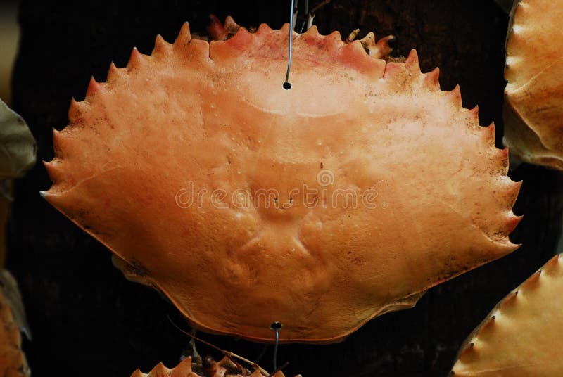 Crab Shell stock photo. Image of exoskeleton, protection - 19638924