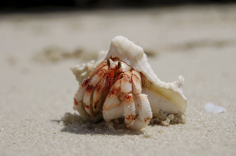 Crab with Shell stock photo. Image of small, shell, crab - 7187358