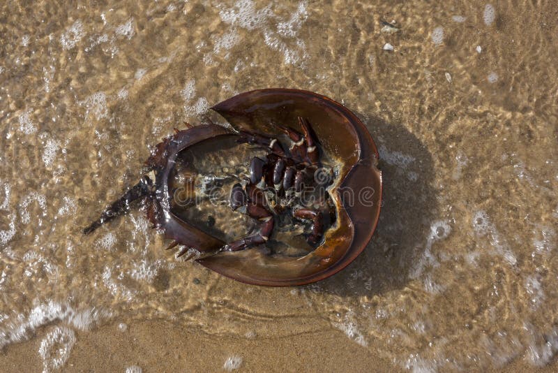 Crab shell on beach stock image. Image of nature, shore - 42512133