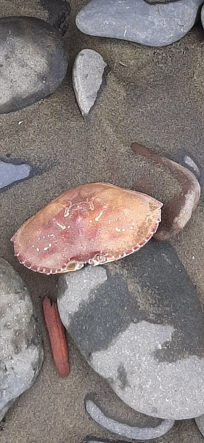 Crab Shell on the beach stock image. Image of grounds - 189353303