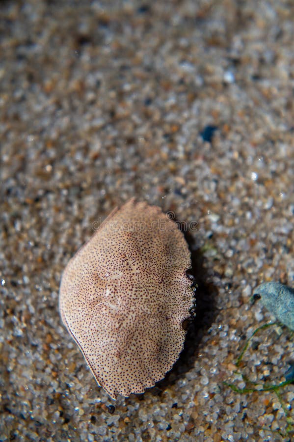 Crab shell on a beach stock image. Image of marine, shell - 289412085
