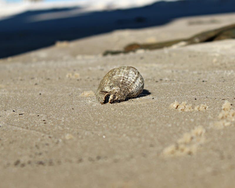 Crab in shell on the beach stock photo. Image of hermit - 78513274