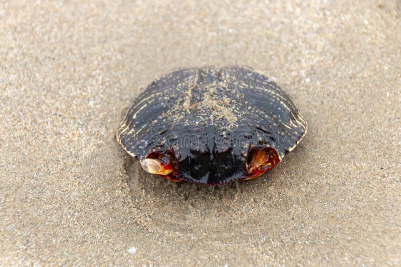 Crab Shell stock photo. Image of buildings, overcast - 167051966