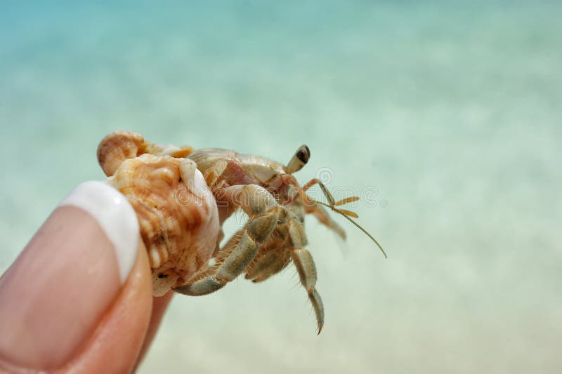 Crab in a shell in hand stock image. Image of aquatic - 307027097