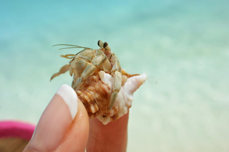 Crab in a shell in hand stock photo. Image of sand, beach - 307027366