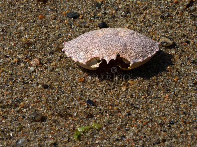 Crab Shell - Large stock image. Image of legs, outdoor - 75259879