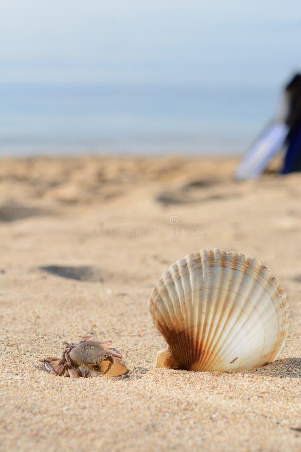 Crab on the Shell. Seascape. Stock Photo - Image of shore, sand: 111767646