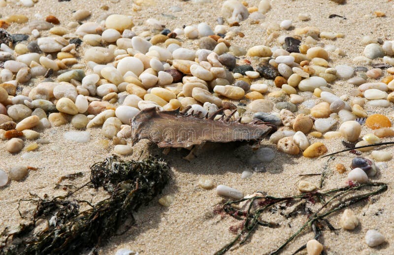 Crab Shell, Seaweed and Rocks on the Beach Stock Photo - Image of close ...