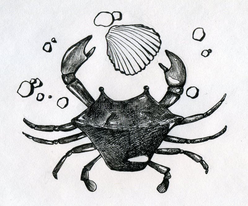 Crab, Shell and Some Peebles Stock Image - Image of drawing, artistic ...
