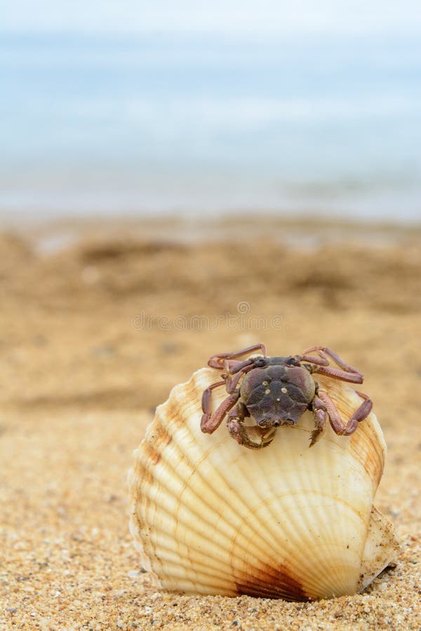 Crab on the Shell. Seascape. Stock Photo - Image of spiral, natural ...