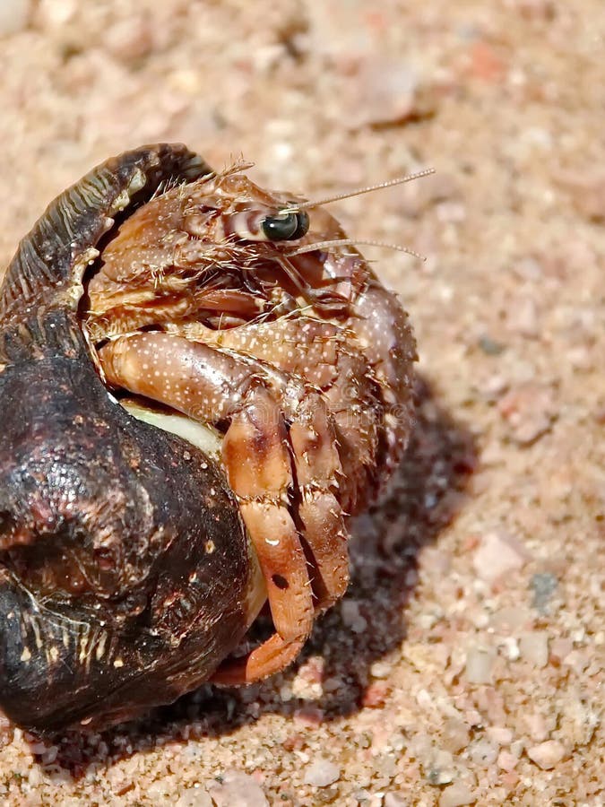 Crab. shellfish macro stock photo. Image of life, claw - 81038014