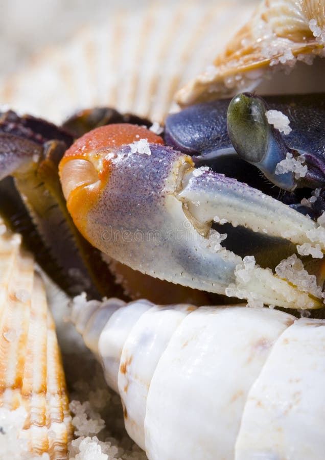 Two Sea Shells Picture. Image: 933666