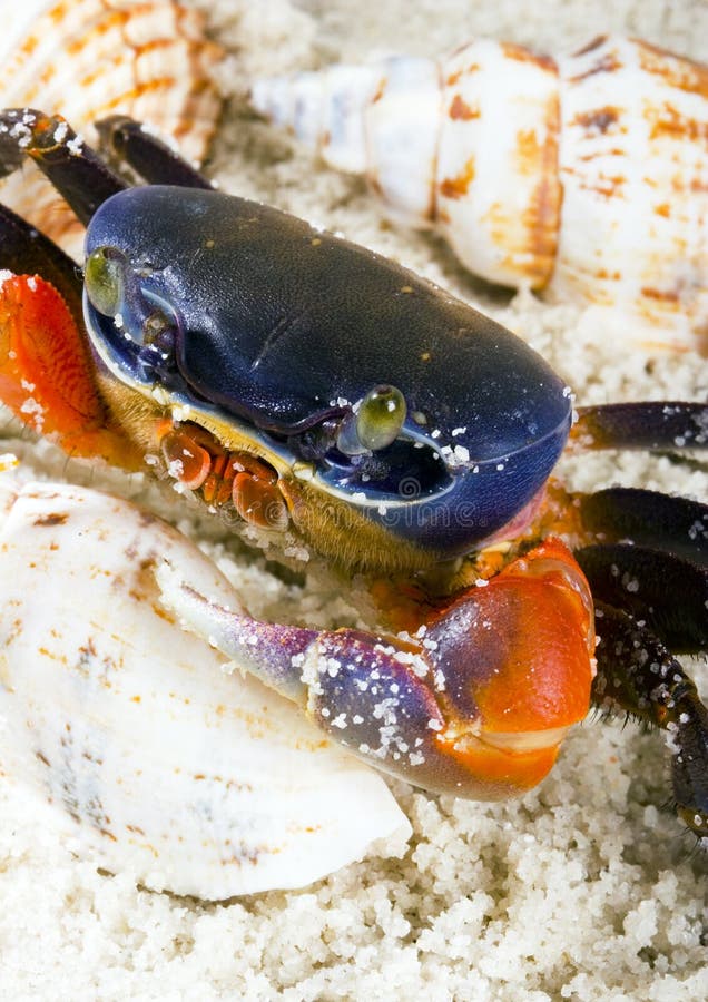 Two Sea Shells Picture. Image: 933666