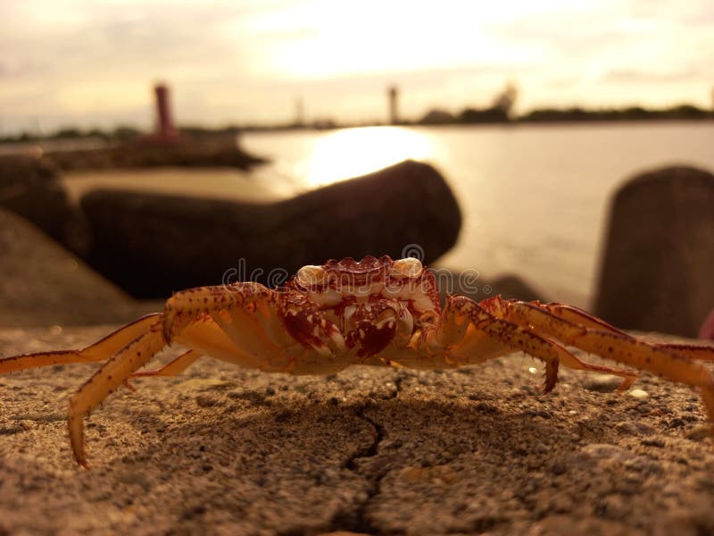 Crab Shells Left Behind by Their Owners Stock Image - Image of shells ...