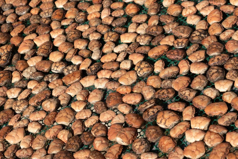 Crab Shells Pattern To Be Used As Food Containers for Background. Stock ...