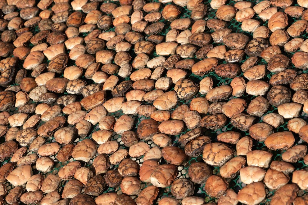 Crab Shells Pattern To Be Used As Food Containers for Background. Stock ...