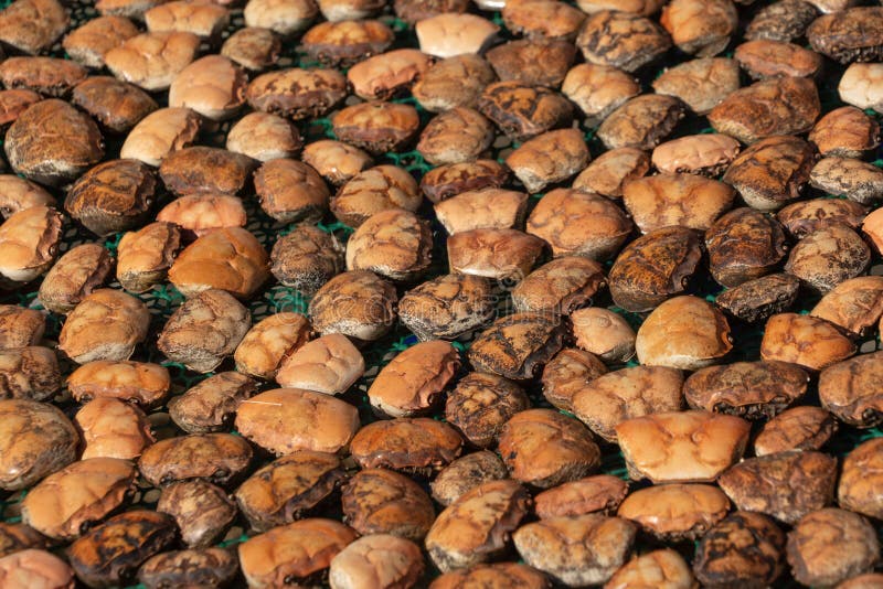 Crab Shells Pattern To Be Used As Food Containers for Background. Stock ...