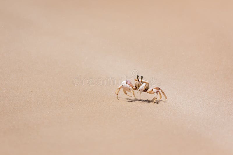Crab on the shore stock image. Image of shore, wild, coastal - 72341717