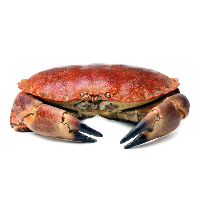 Crab Shot on a White Backdrop Stock Photo - Image of shellfish, shell ...