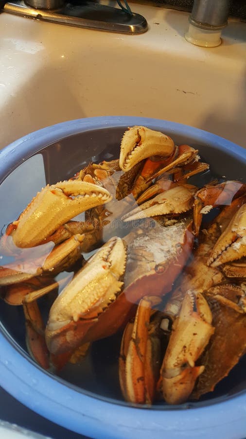 Crab in a sink stock photo. Image of sitting, caught - 55664526