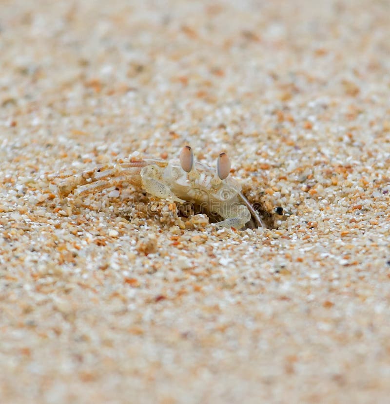 A Crab is Sitting in the Sand on a Beach Stock Photo - Image of claw ...