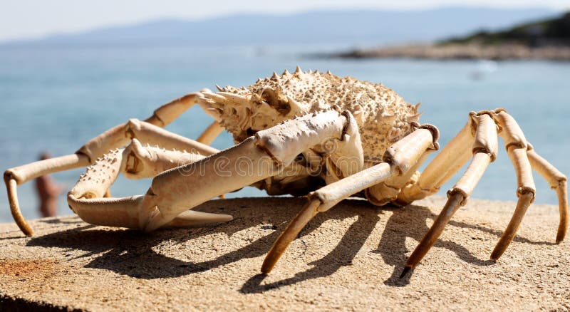 Crab Skeleton Isolated on White Background Stock Photo - Image of ...