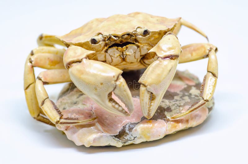 Crab Skeleton Isolated on White and Blue Gradient Background Stock ...