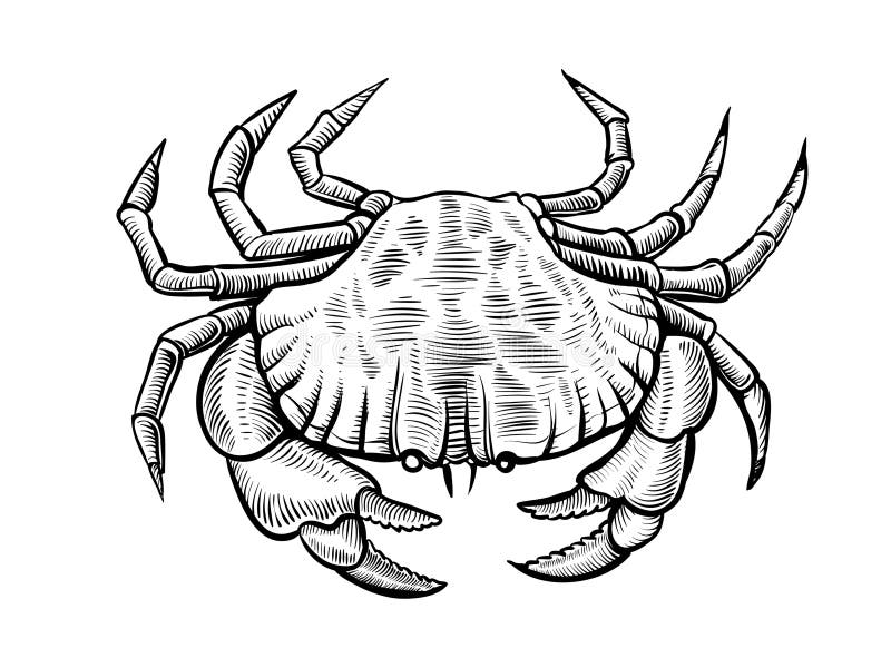 Crab in Sketch Engraving Vintage Style for Menu or Label Design ...