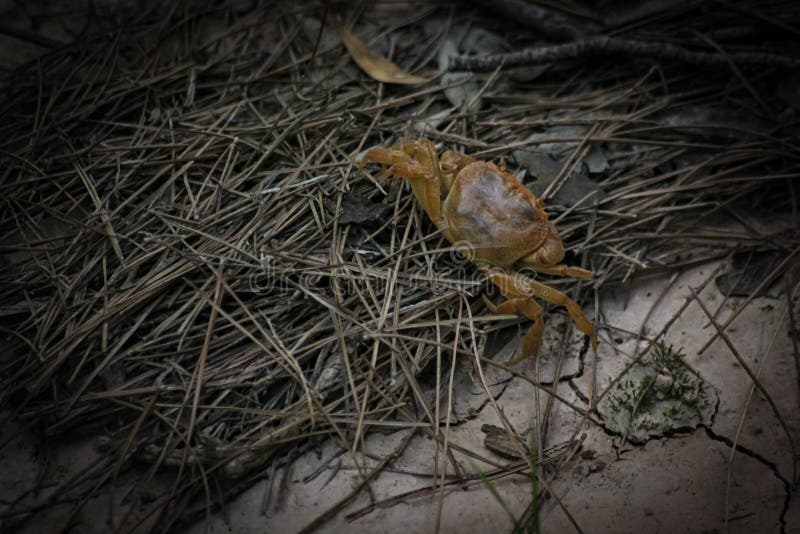 Crab in small pond stock image. Image of wildlife, plant - 261735733