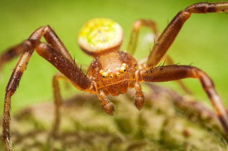 Crab spider stock image. Image of closeup, wildlife, macro - 24892387