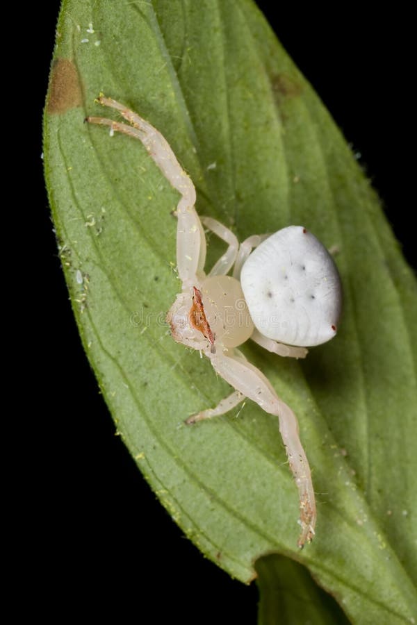 Poisonous spider stock photo. Image of fear, wildlife - 15233932