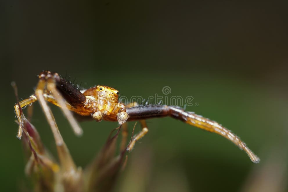 Crab Spider Extending Arms Welcomingly Stock Image - Image of flower ...