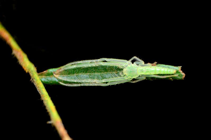 Crab Spider, Oxytate Sp. Resting, Amba, Kolhapur, India Stock Photo ...