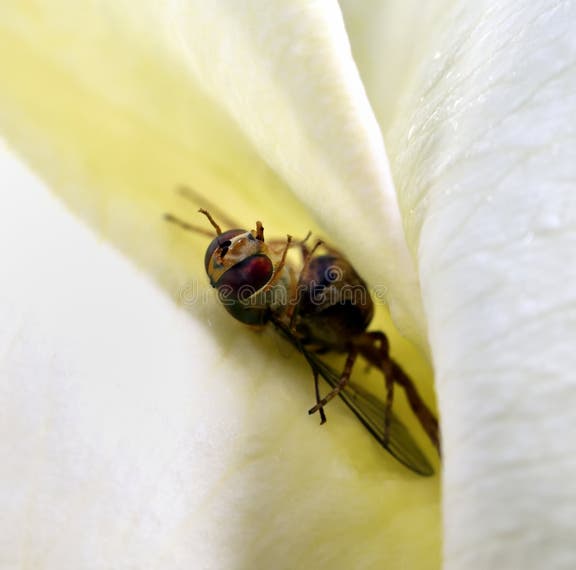 Hover Fly Being Dragged Down Stock Photo - Image of insect, arachnida ...