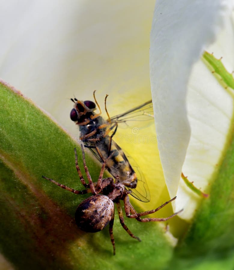 Hover Fly Being Dragged Down Stock Photo - Image of insect, flower ...