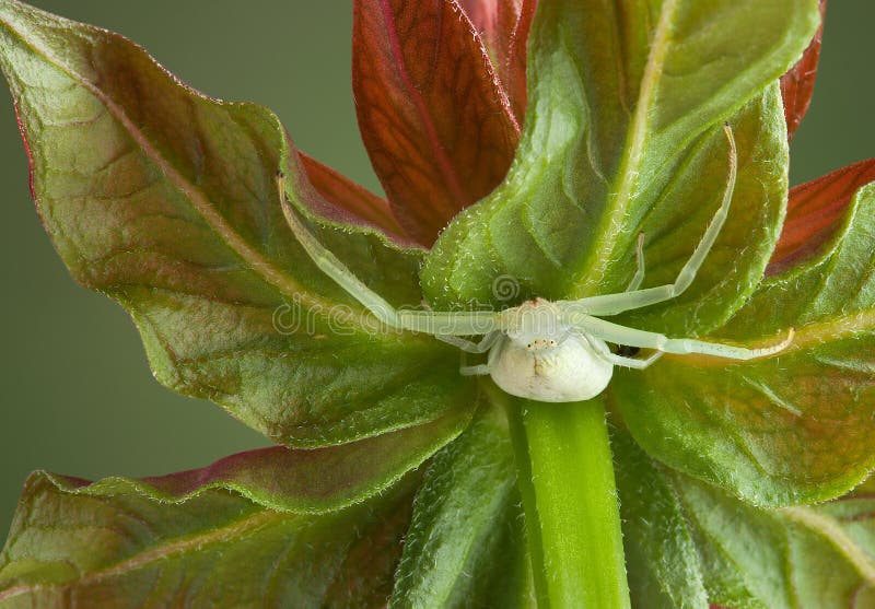 Crab spider under bee balm stock image. Image of spider - 25662525