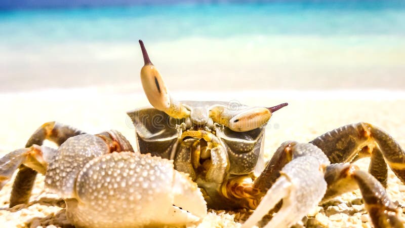 Crab Standing in a Beach Resort in Maldives. Stock Image - Image of ...