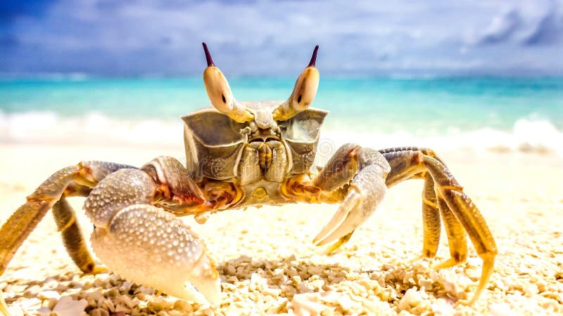 Crab Standing in a Beach Resort in Maldives. Stock Image - Image of ...