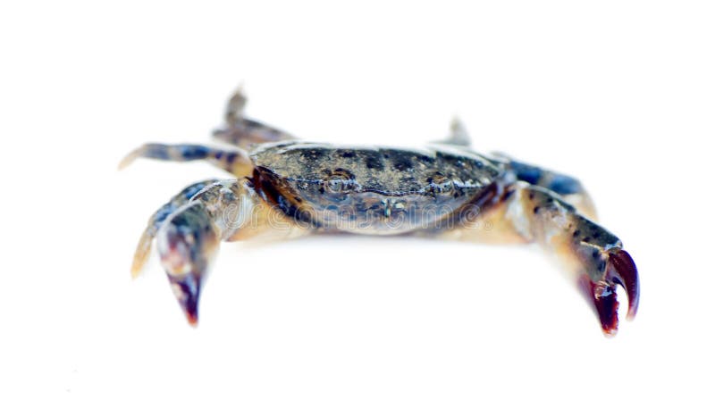 Crab Stands in Aggressive Postures Stock Photo - Image of captain ...