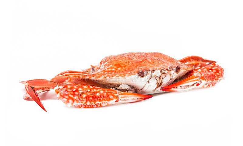 Crab Steamed Seafood on White Background Stock Image - Image of claw ...
