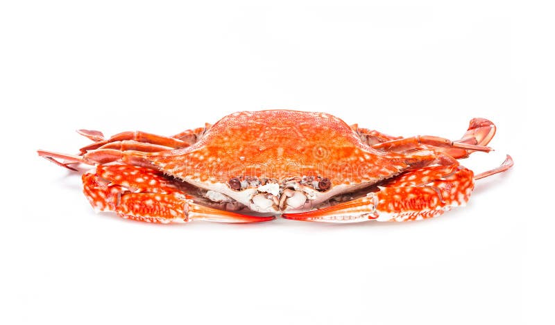 Crab Steamed Seafood on White Background Stock Image - Image of claw ...