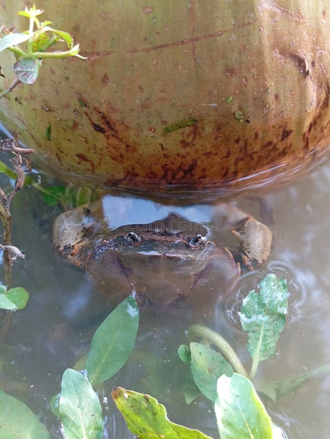 Crab Swimming on the Coconut in the Water Stock Photo - Image of crab ...