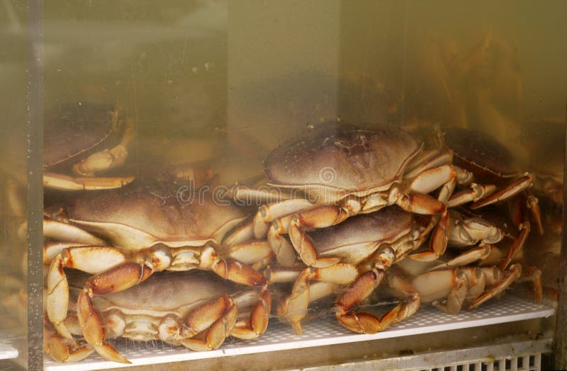 Crab Tank by Ben Mauro : r/ImaginaryTechnology