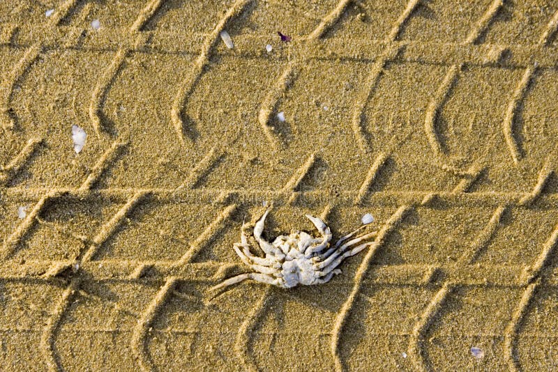 Crab tracks 4x4 evolution stock image. Image of track - 4819157