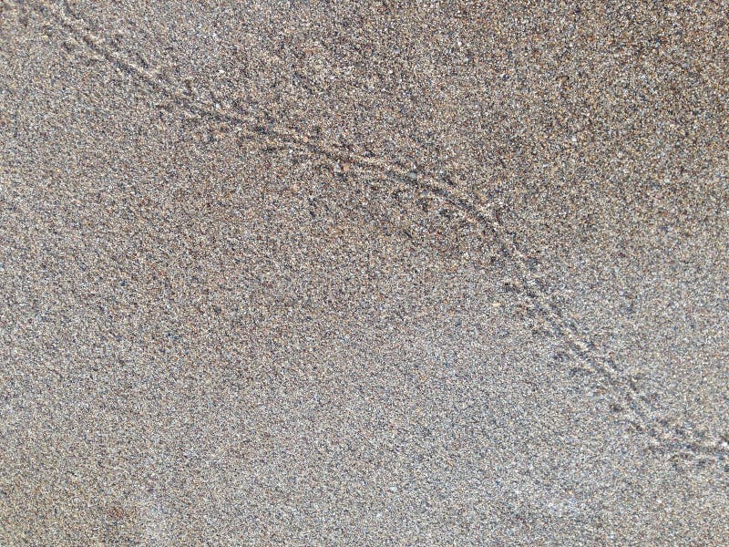 Crab tracks on beach stock photo. Image of foot, brown - 137380926